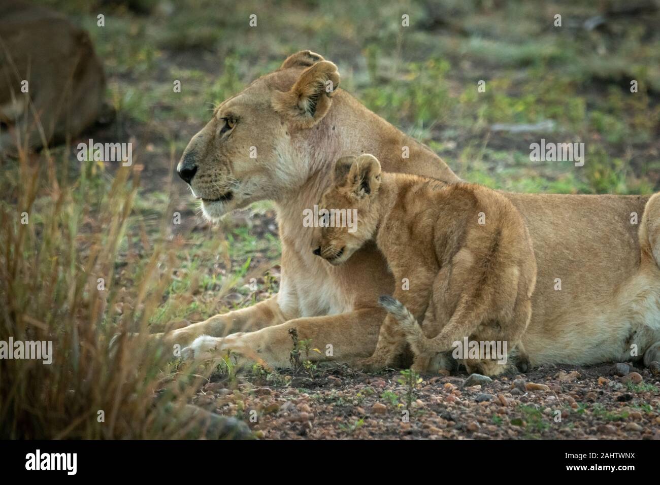 Lion cub nuzzles mother lying on grass Stock Photo - Alamy