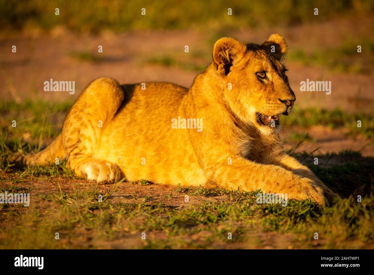 Right facing lion hi-res stock photography and images - Alamy
