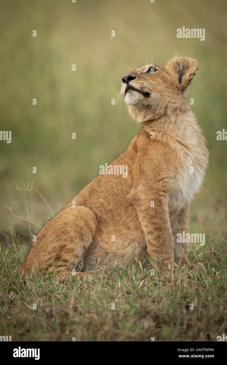 Lion cub sits in grass looking up Stock Photo - Alamy