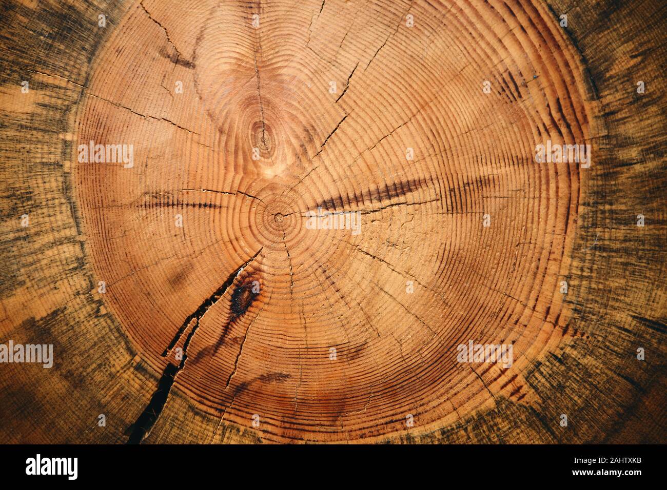 Closeup wooden texture or slice wood background Stock Photo - Alamy