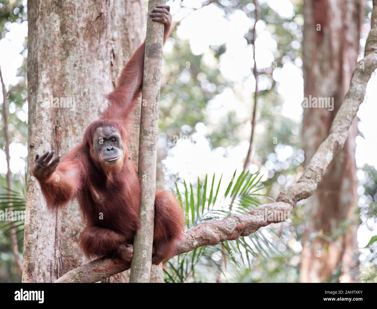 Indonesian Orangutan in Sumatran rainforest, Indonesia Stock Photo - Alamy