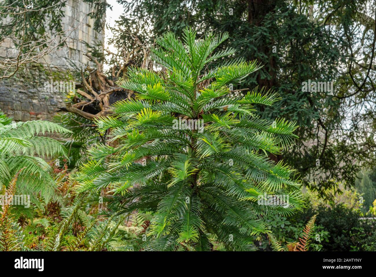 YORK ENGLAND A MONKEY PUZZLE SHRUB OR TREE (Araucaria araucana) WITHIN ...