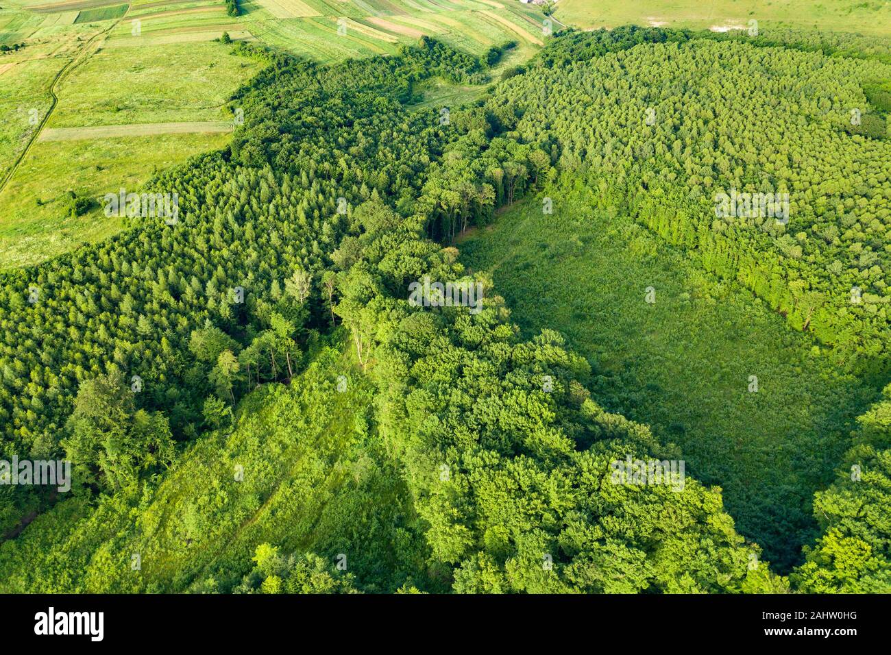 Top down aerial view of green summer forest with large area of cut down ...