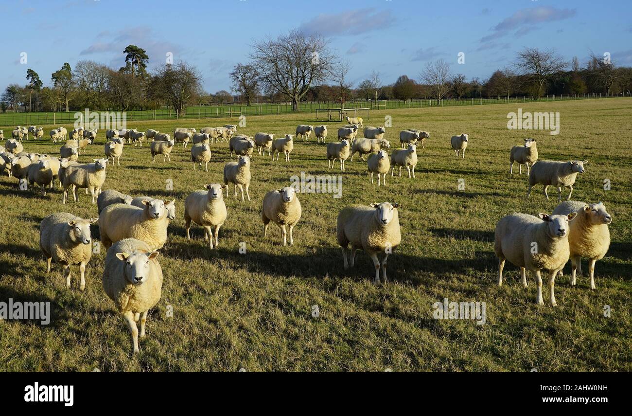 Tetworth hall hi-res stock photography and images - Alamy