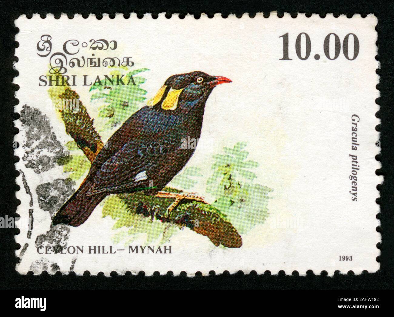 Ceylon hill mynah hi-res stock photography and images - Alamy