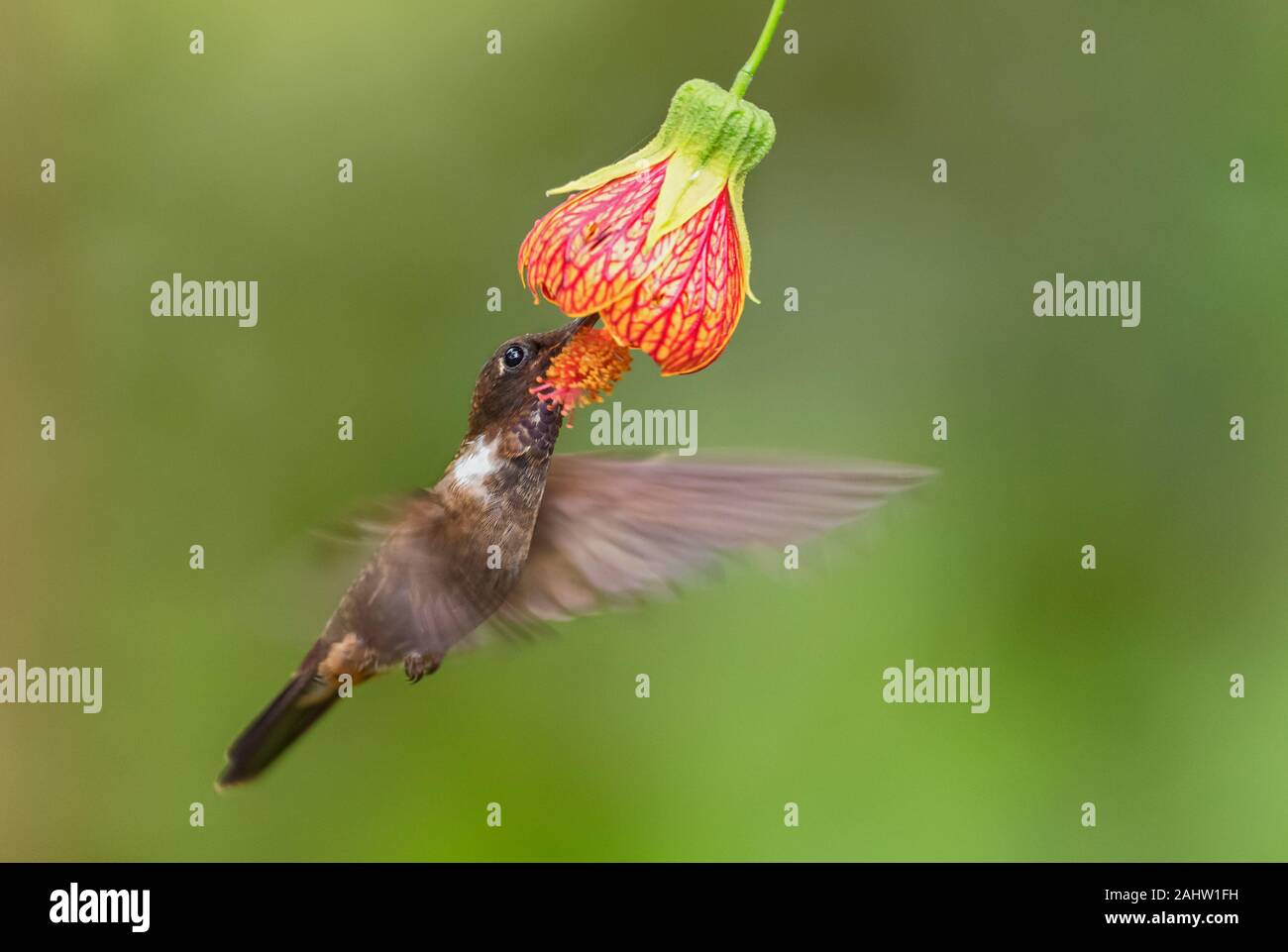 Brown Inca - Coeligena wilsoni, beautiful small hummingbird from ...