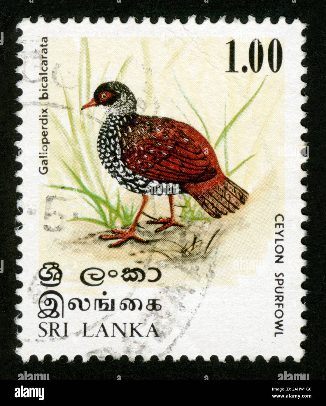 Ceylon spurfowl hi-res stock photography and images - Alamy