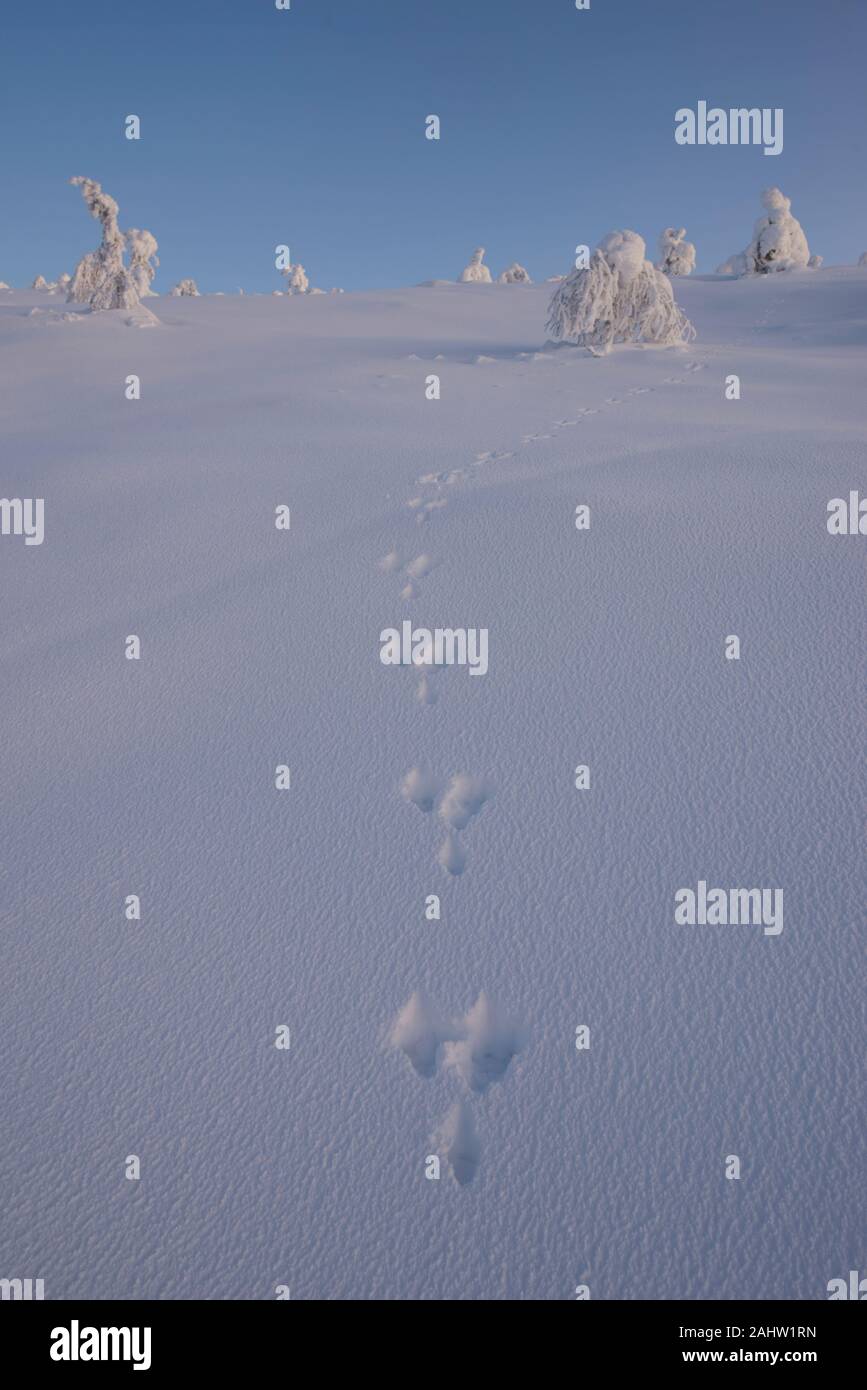 Rabbit tracks in snow hi-res stock photography and images - Alamy