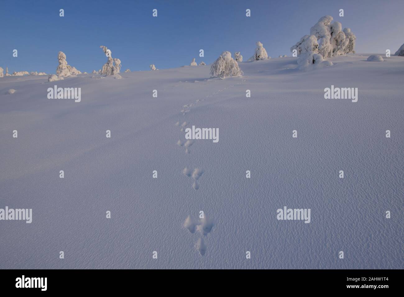 Rabbit tracks in Lommoltunturi fell, Pallas-Yllästunturi National Park ...