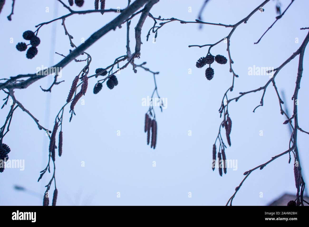 Spring in forest with alder tree buds and branches on bright blue sky ...