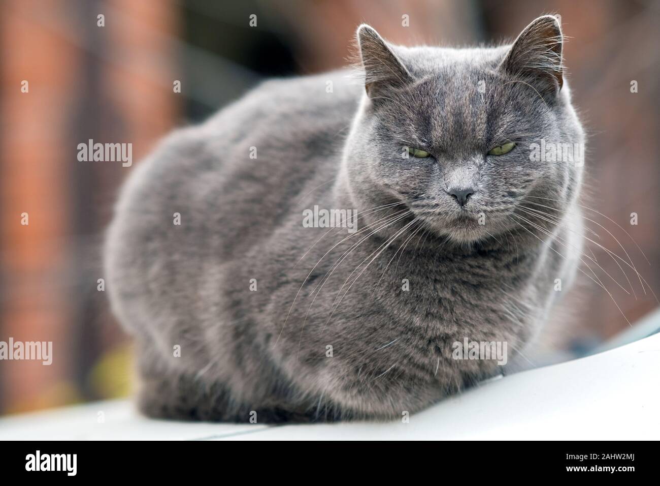 Closeup portrait of serious grey furry cat Stock Photo - Alamy