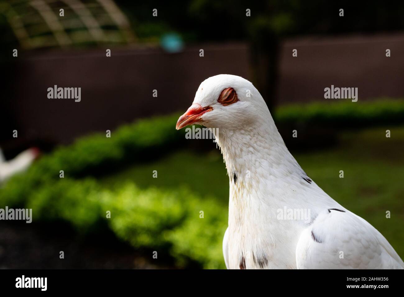 A white pigeon posing for the camera Stock Photo - Alamy