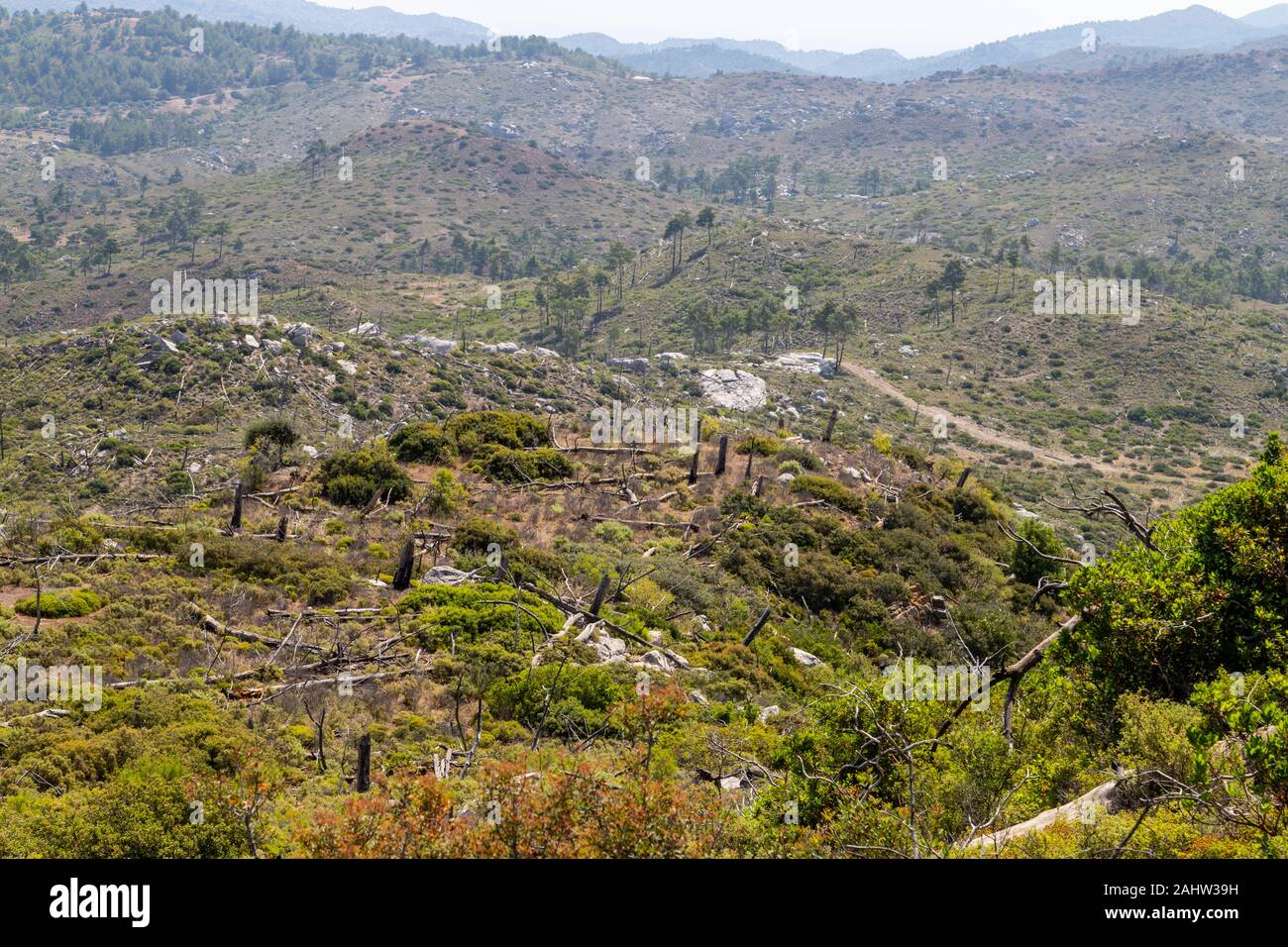 Landscape near Laerma on Greek island Rhodes 10 years after a forest ...