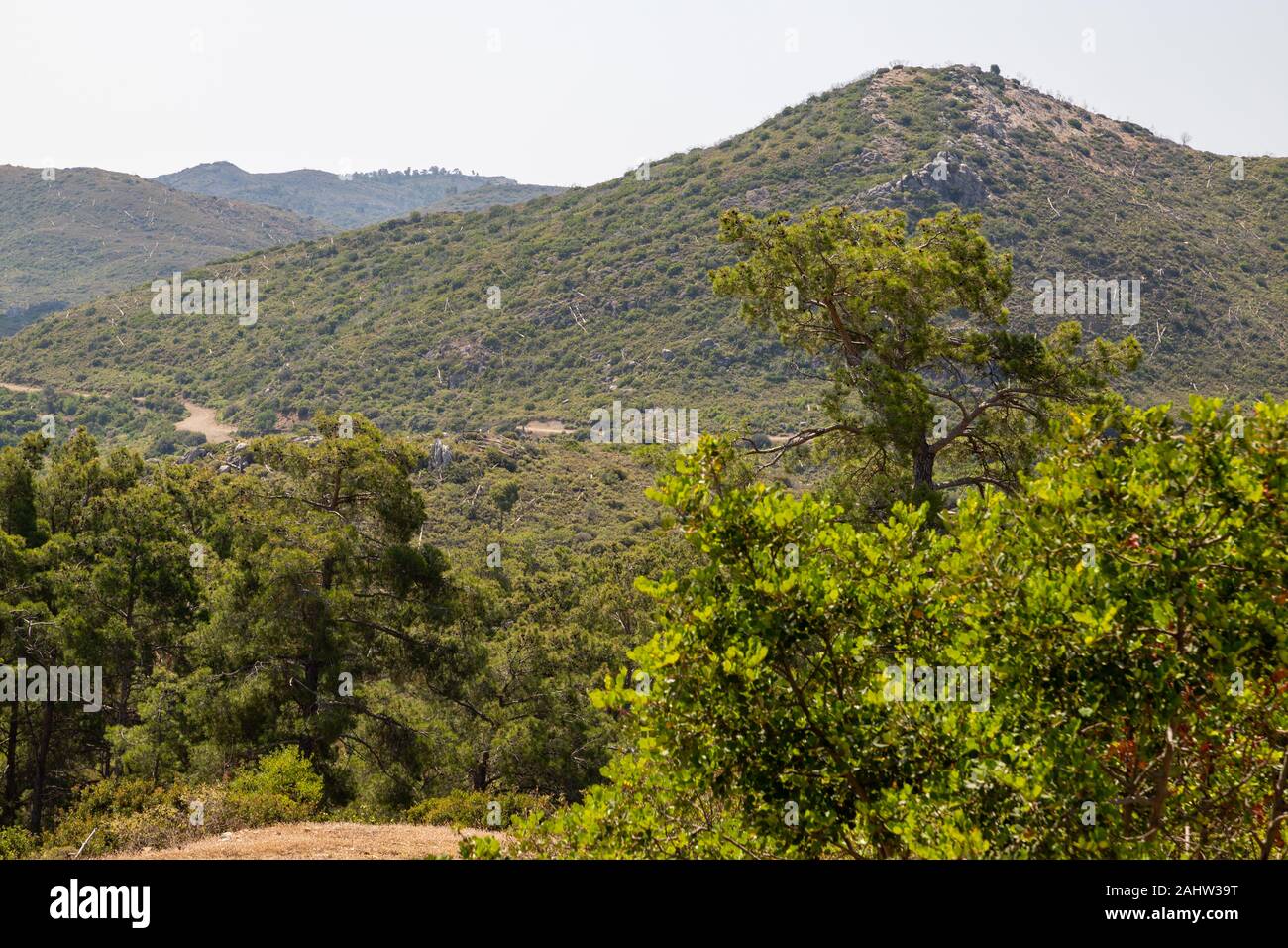 Landscape near Laerma on Greek island Rhodes 10 years after a forest ...