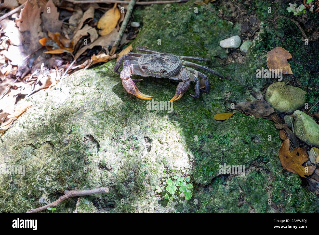 Freshwater crab in the valley of butterflies (Petaloudes) on Greek ...