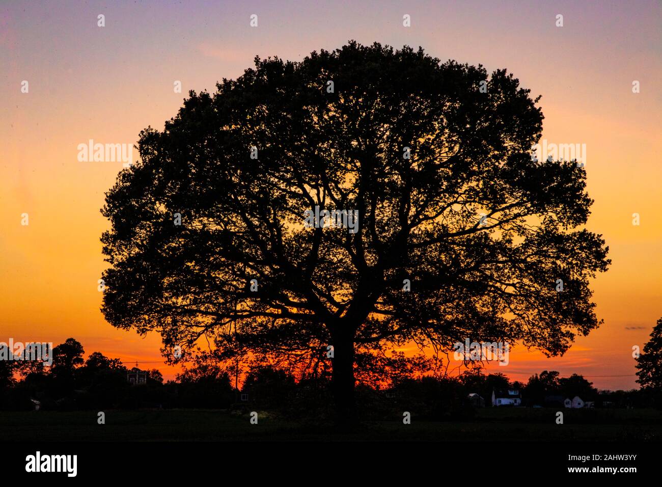 Beautiful Tree, in front of sunset, Bedfordshire, 2020 Stock Photo - Alamy