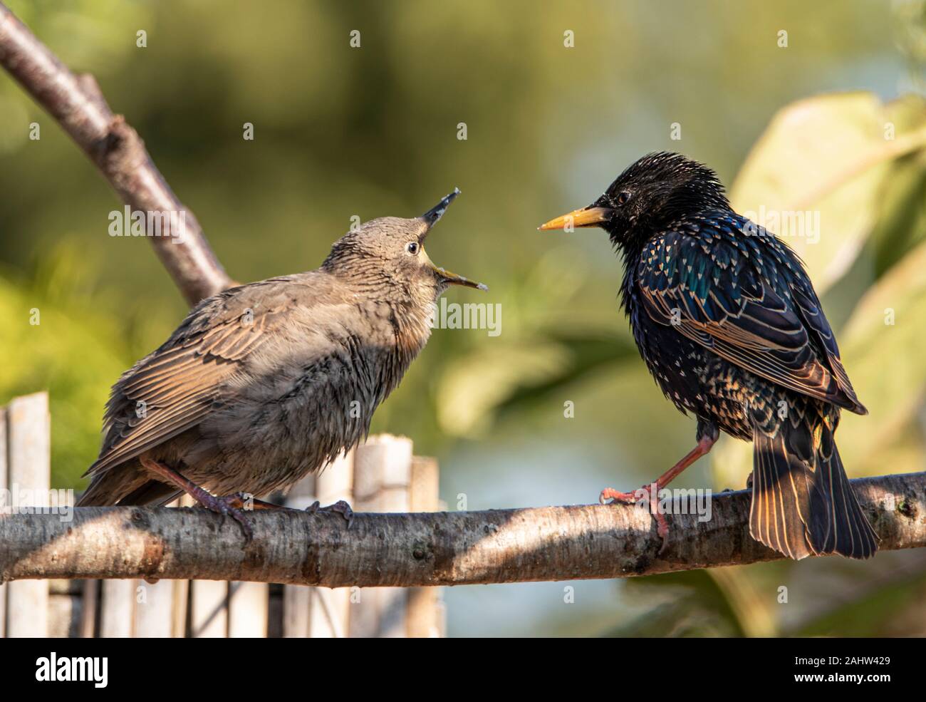 Starling, Sturnidae, feeding a baby, sitting on a branch in the ...