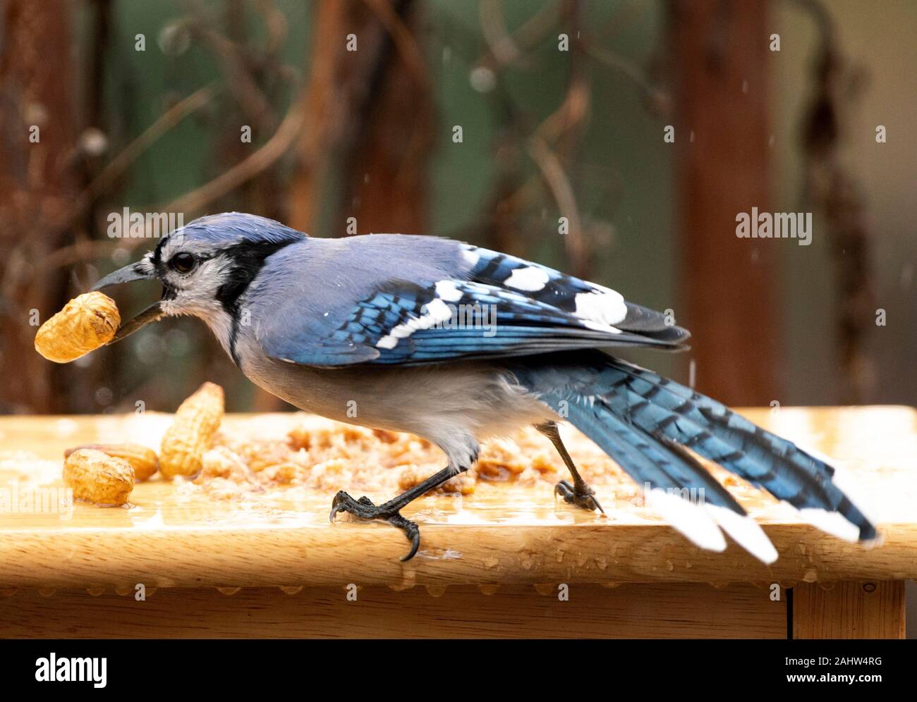 Jay eating nut hi-res stock photography and images - Alamy