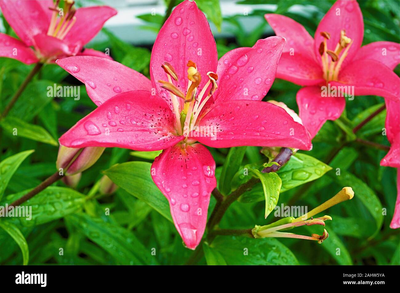 Lilly blooms hi-res stock photography and images - Alamy