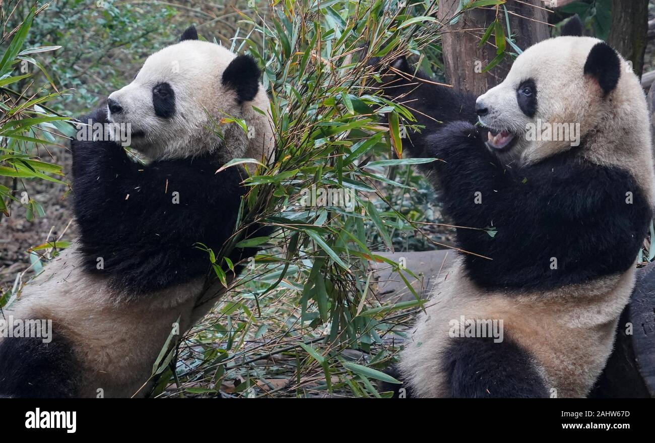(200101) -- CHENGDU, Jan. 1, 2020 (Xinhua) -- Giant pandas eat bamboo leaves at the Chengdu ...