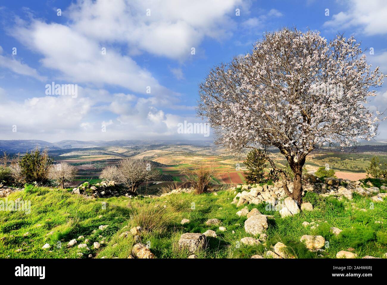 Beautiful almond tree in National Adulam park. Israel spring in Adulam ...