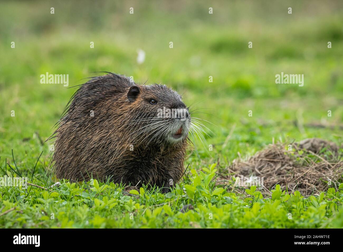 A nutria (Myocastor coypus) walking near water and looking for food ...