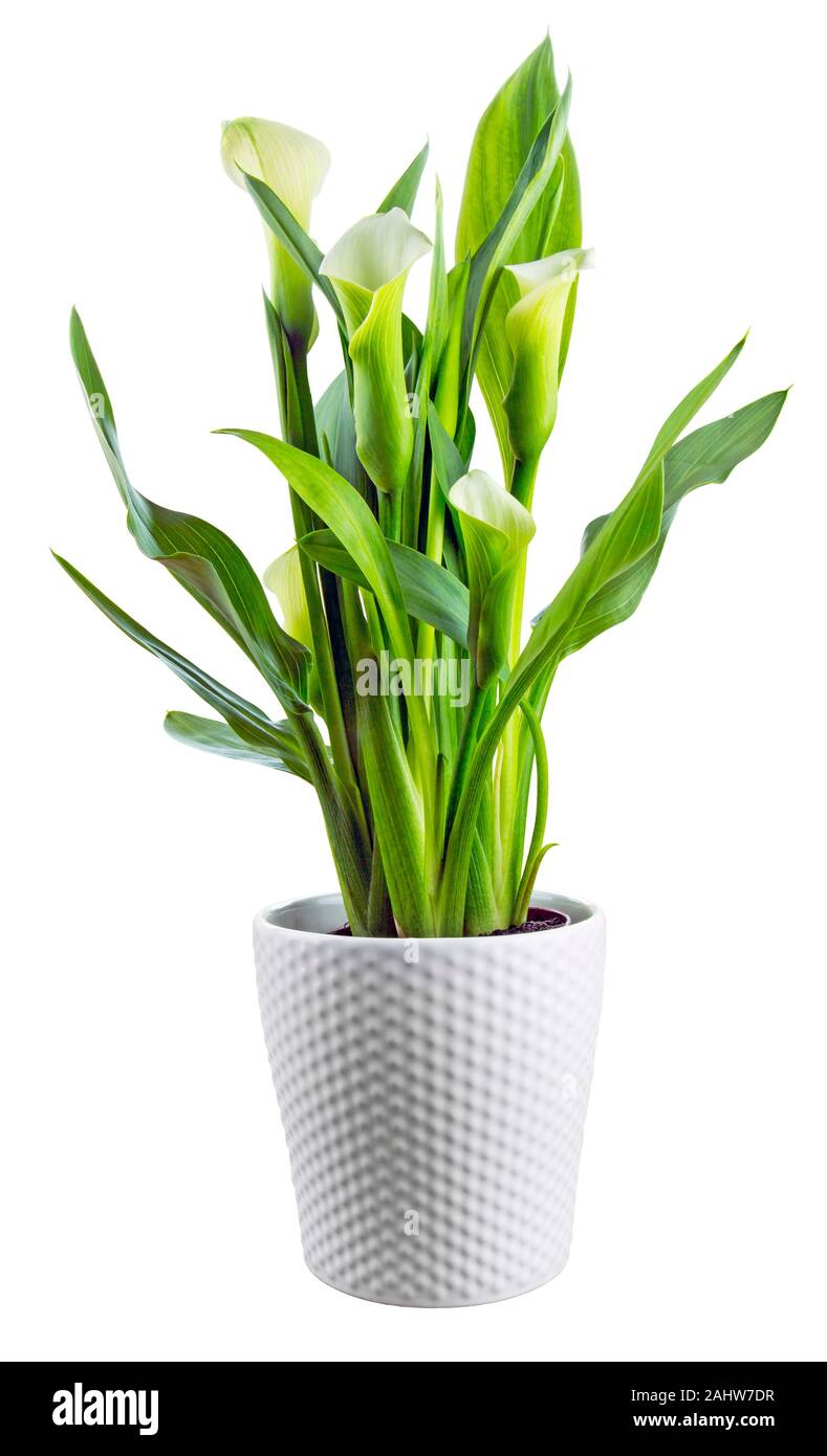 Calla lily in a pot on an isolated, white background Stock Photo - Alamy