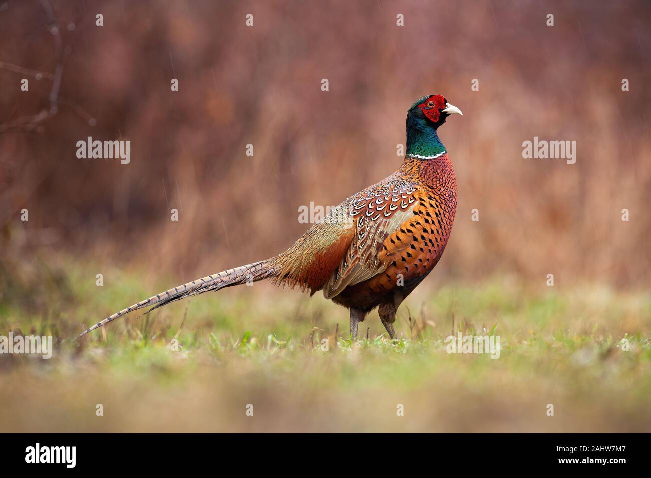 Dominant common pheasant watching around on a clearing Stock Photo - Alamy