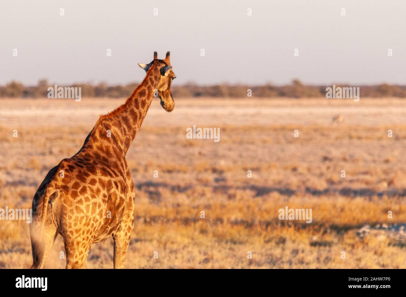 One Angolan Giraffe - Giraffa giraffa angolensis walking on the plains ...