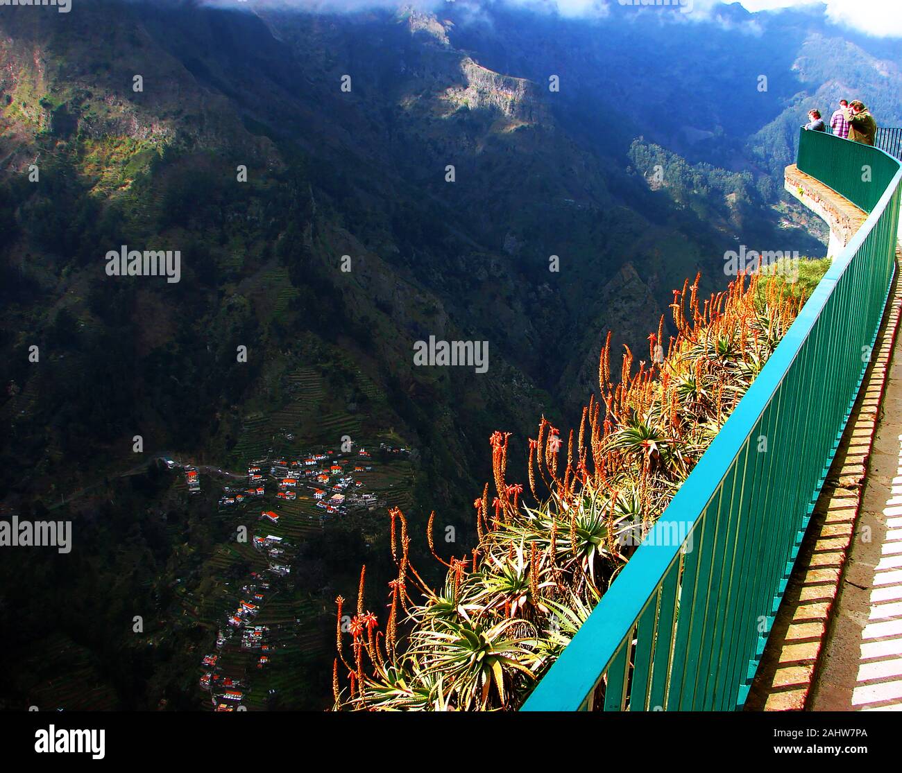 The most spectacular plant of madeira hi-res stock photography and ...