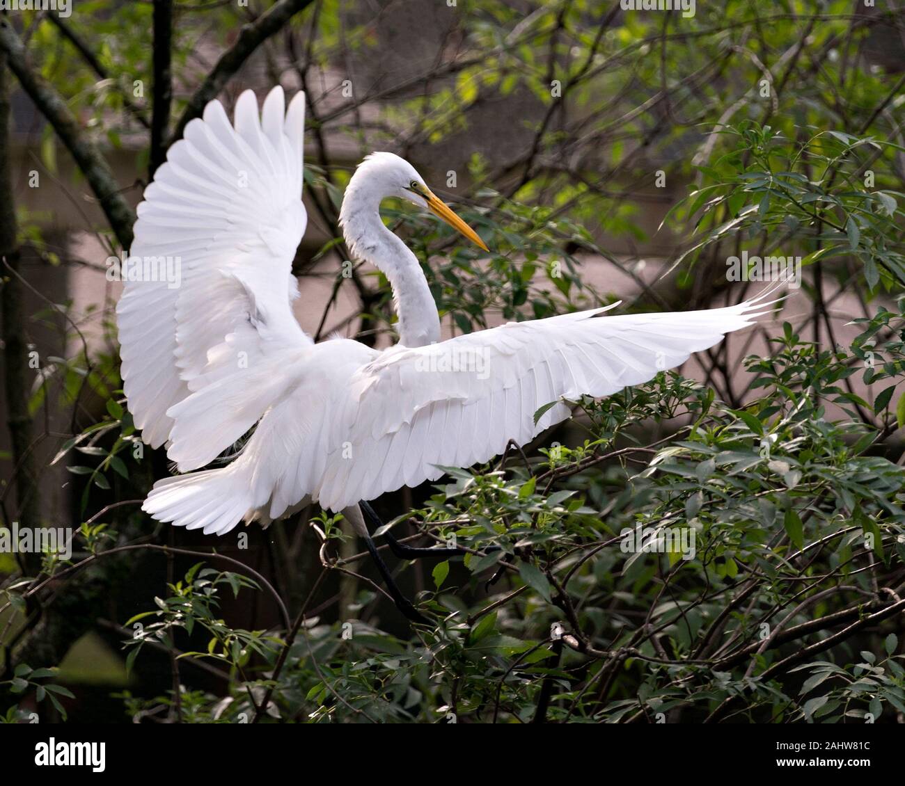 Great White Egret bird close-up profile view perched with spread wings ...