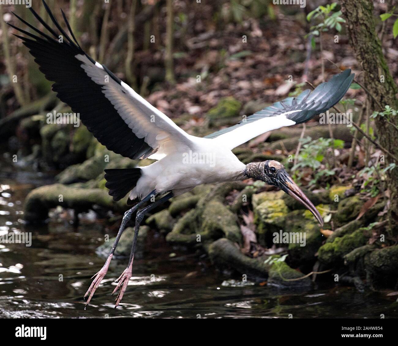 Wood Stork bird close-up profile view flying over water with spread ...