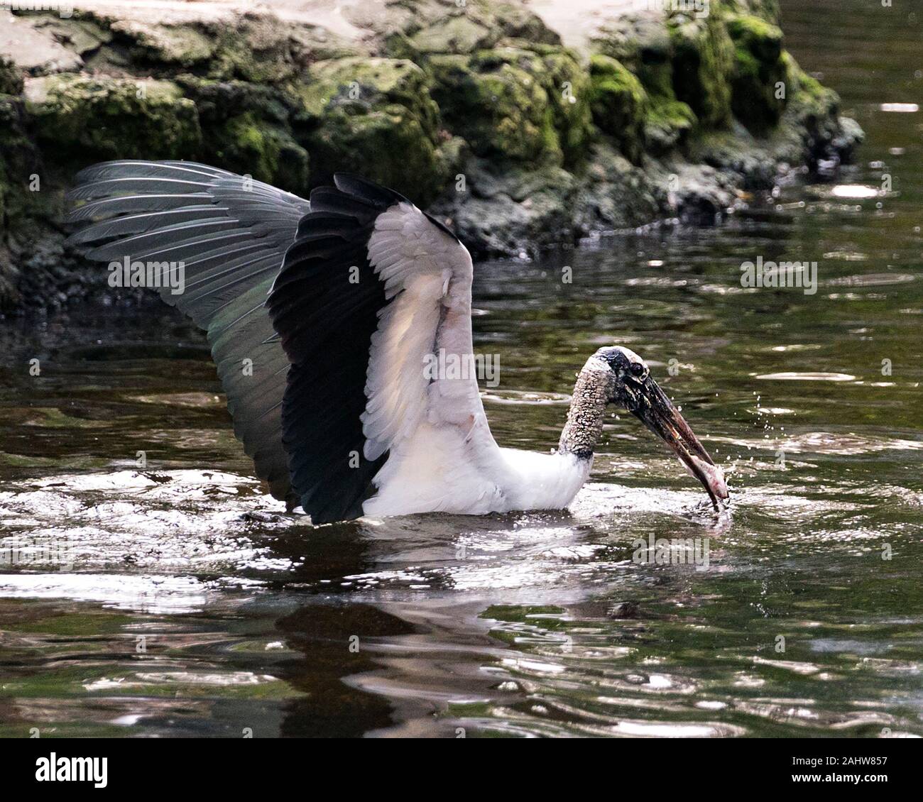 Picture of stork fishing hi-res stock photography and images - Alamy
