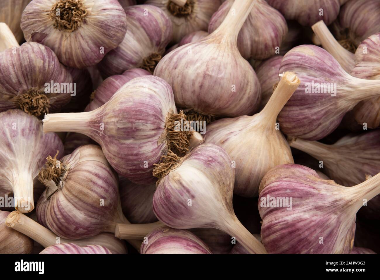 Local garlic in Hood River, Oregon. Hood River is in the Columbia River ...