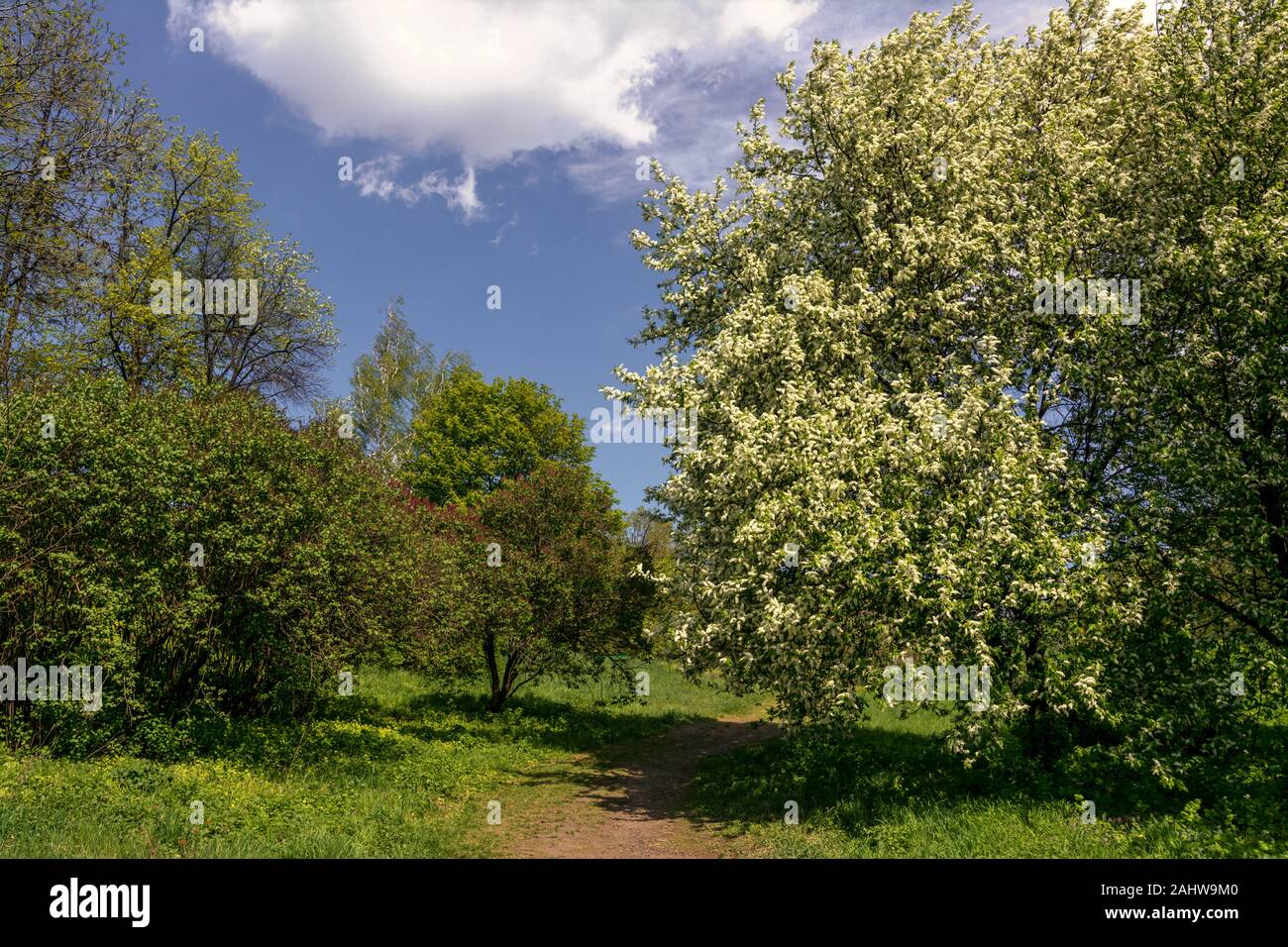 Walk in nature. Good weather for traveling outdoors. Landscape. Park ...