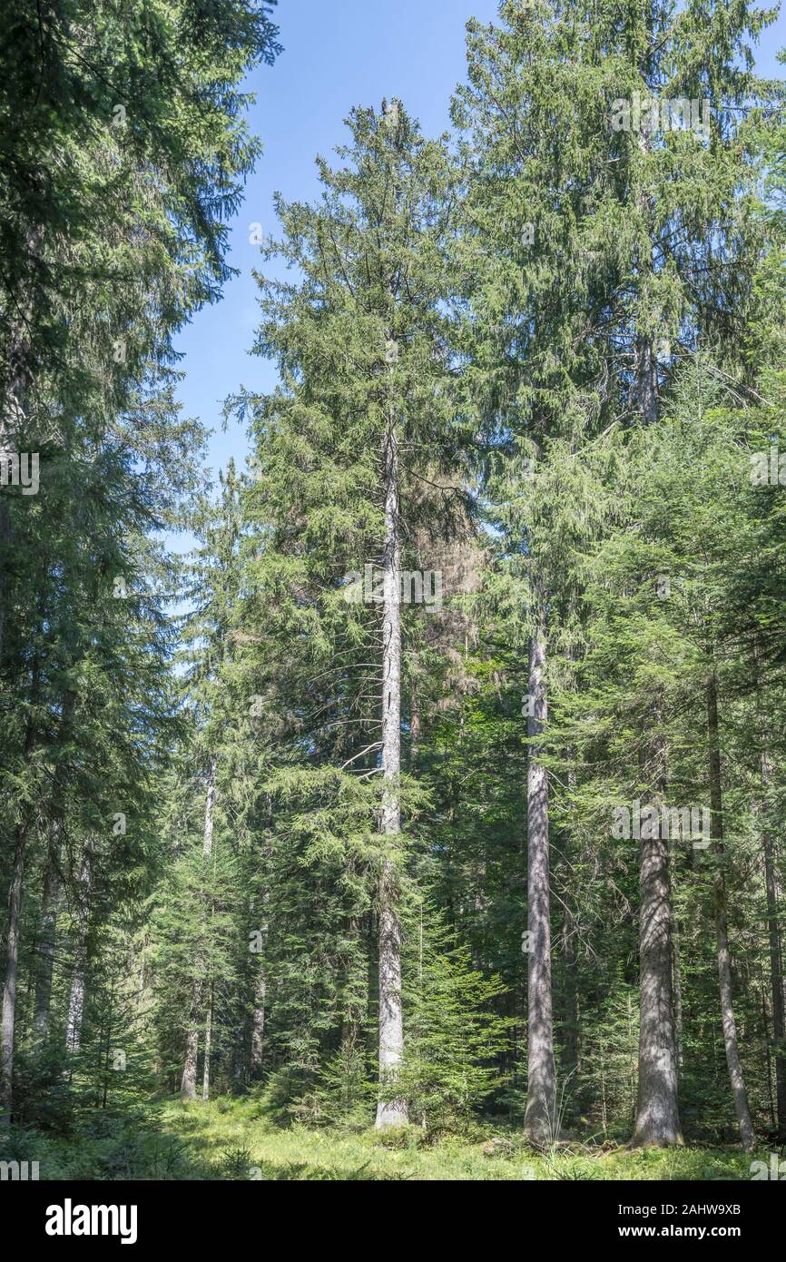 tall fir trees in Black Forest, shot in bright summer sun light near ...