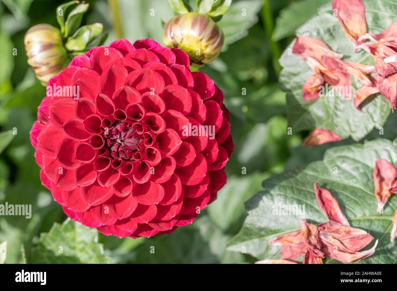 Red dahlia pompon flower hi-res stock photography and images - Alamy