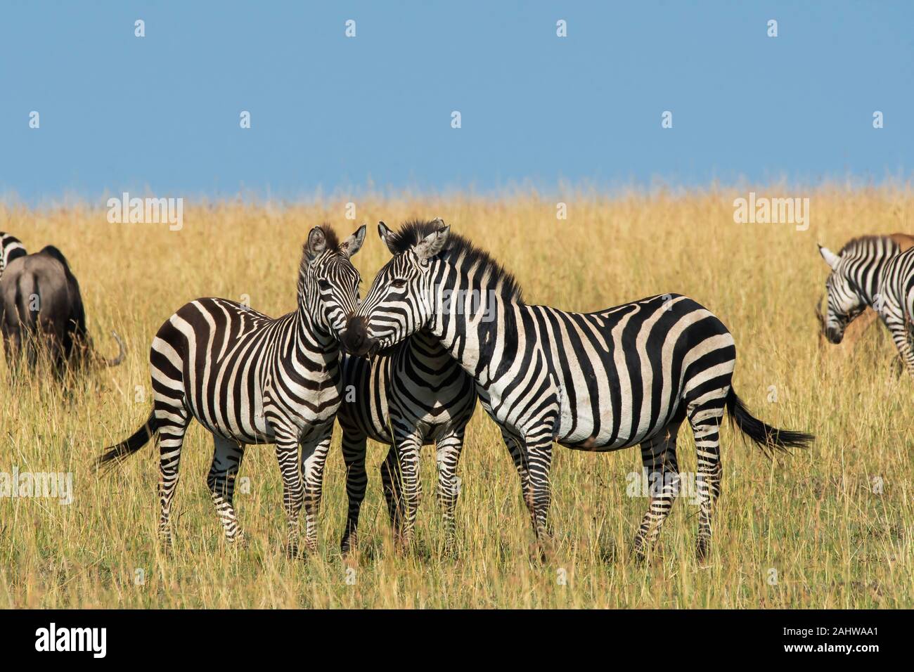 African Bush Animals High Resolution Stock Photography and Images - Alamy