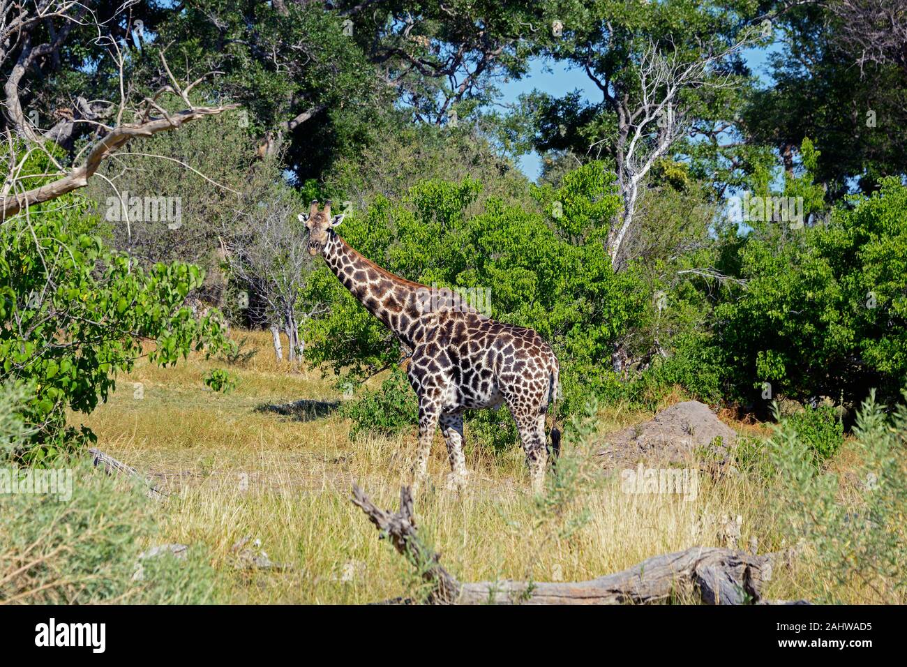 Moremi wildlife reserve hi-res stock photography and images - Alamy
