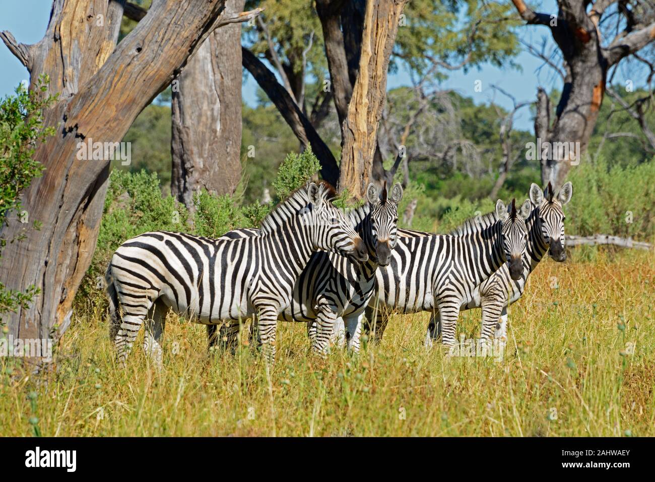 Steppenzebra, Khwai river area near Mababe Village, Botswana / Zebras ...