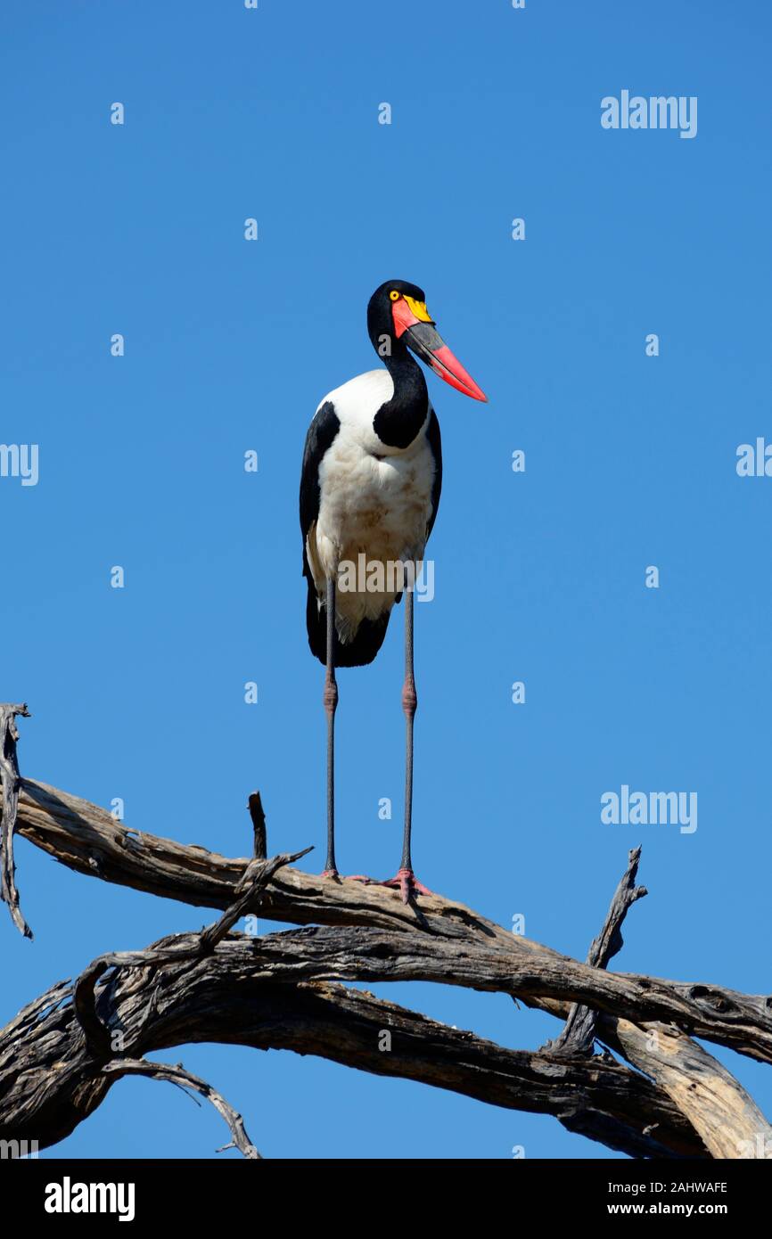 Sattelstorch, Moremi Wildlife Reserve, Okavangodelta, Botswana ...