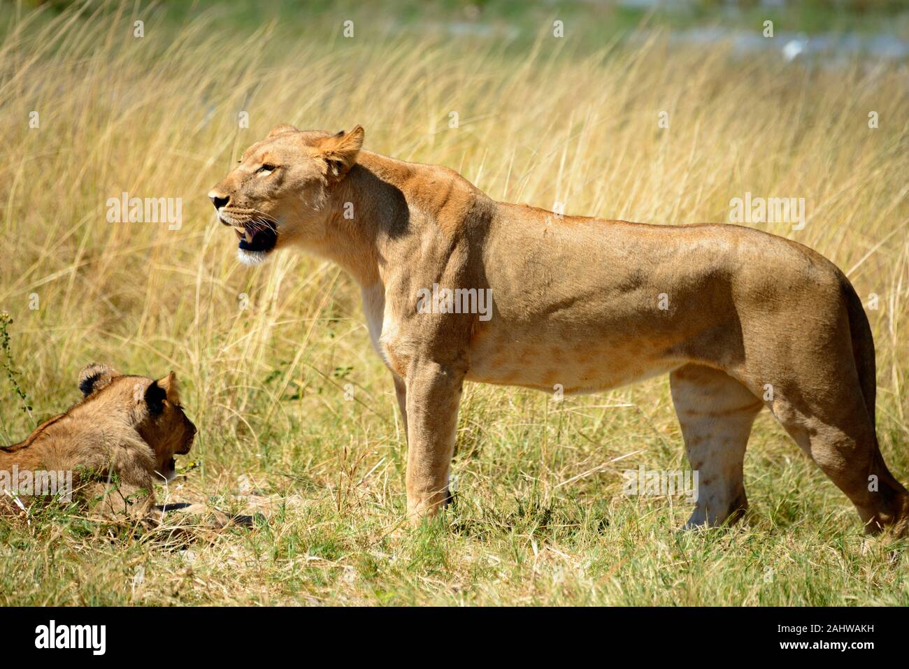 Loewe loewen hi-res stock photography and images - Alamy