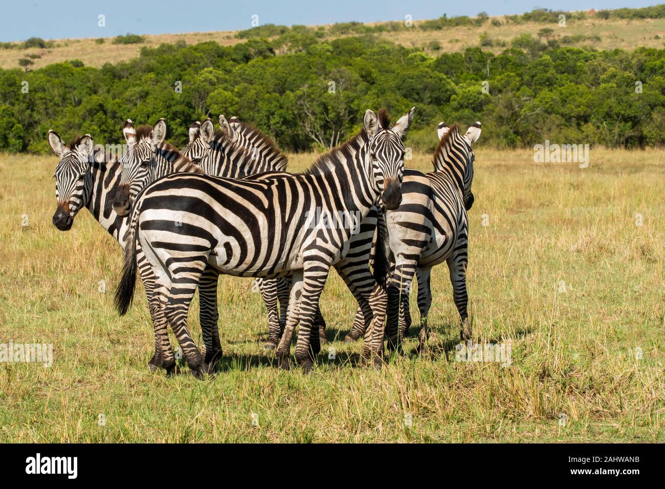 African Bush Animals High Resolution Stock Photography and Images - Alamy
