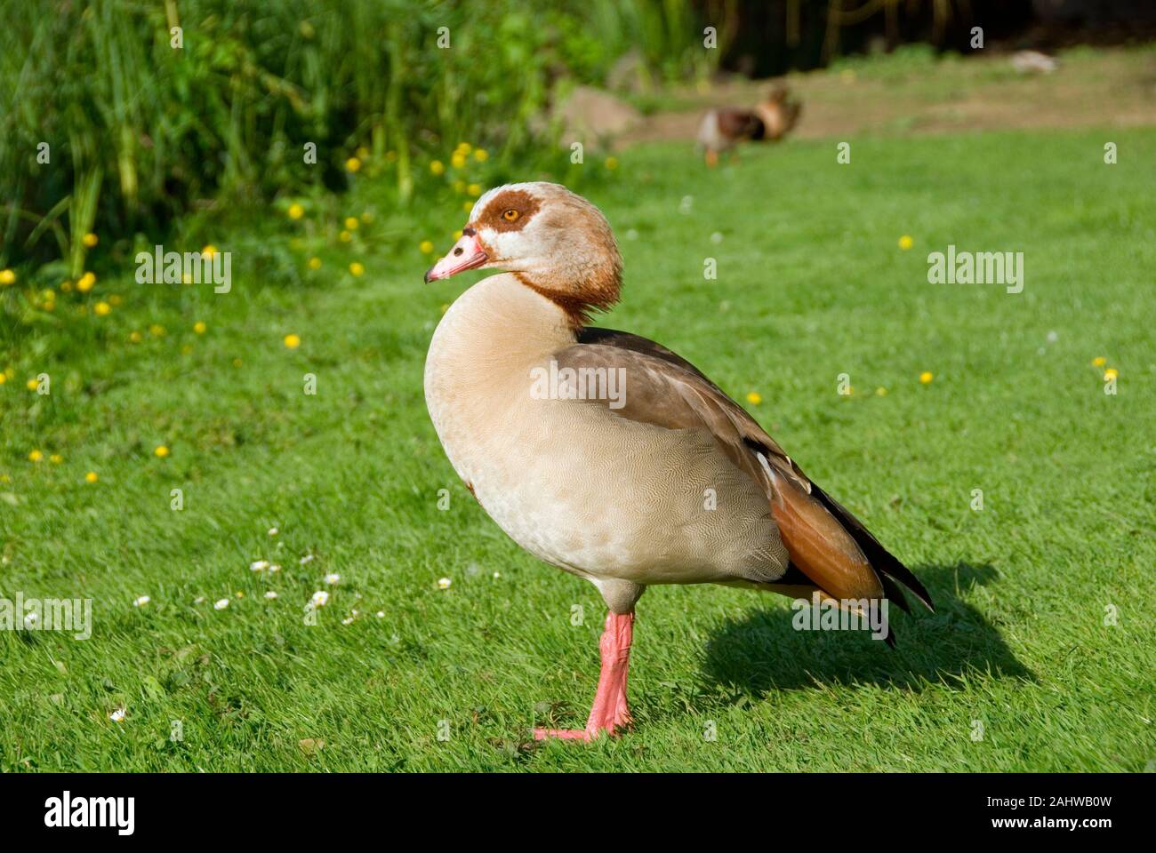 Deutschland, Hessen, Bad Homburg, Gans, Nilgans, (Alopochen aegyptiacus ...