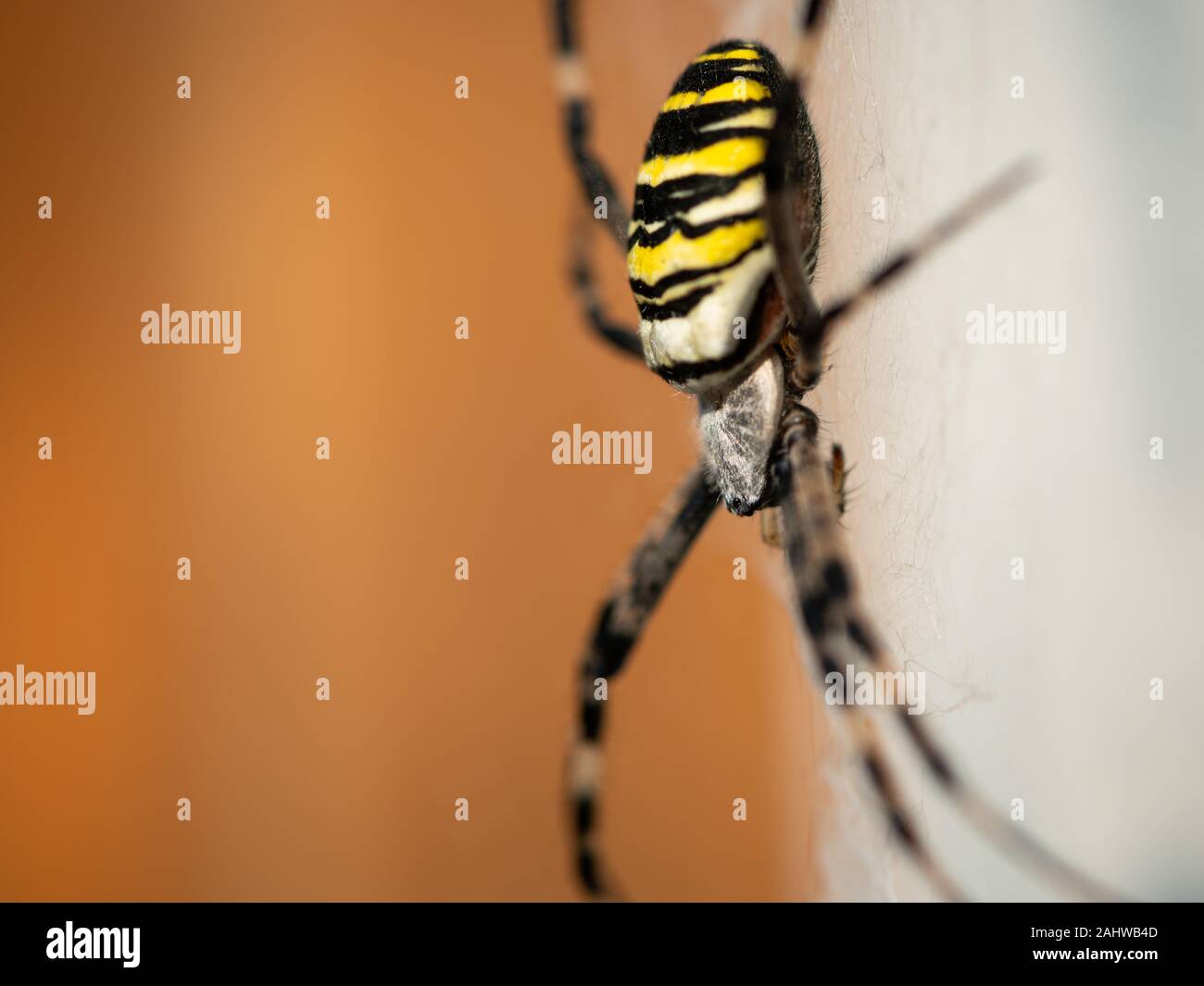A big wasp spider (Argiope bruennichi) sitting in web (Vienna, Austria ...