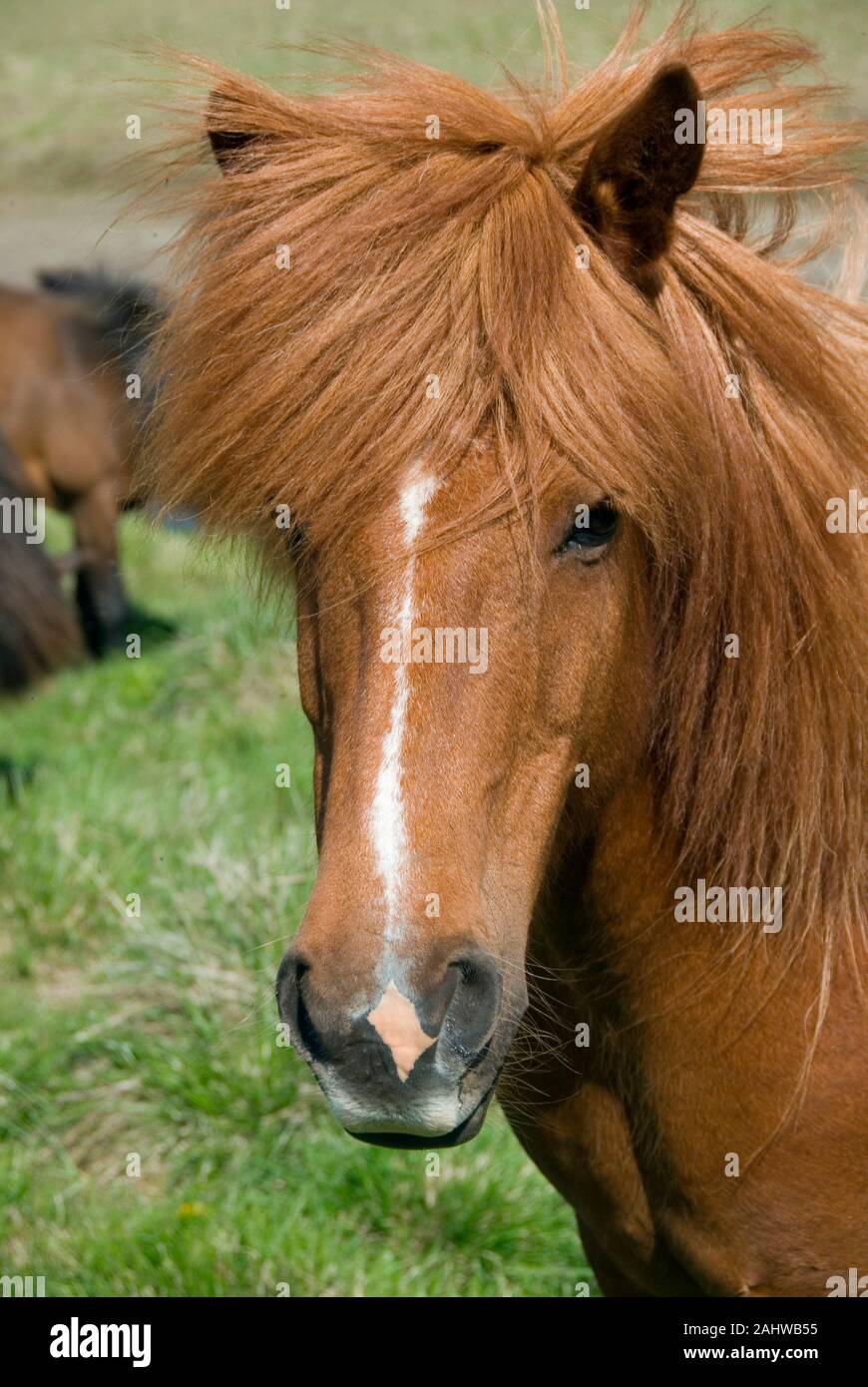 Islandpferd, Islandpony, Islaender, (Equus ferus caballus Stock Photo ...