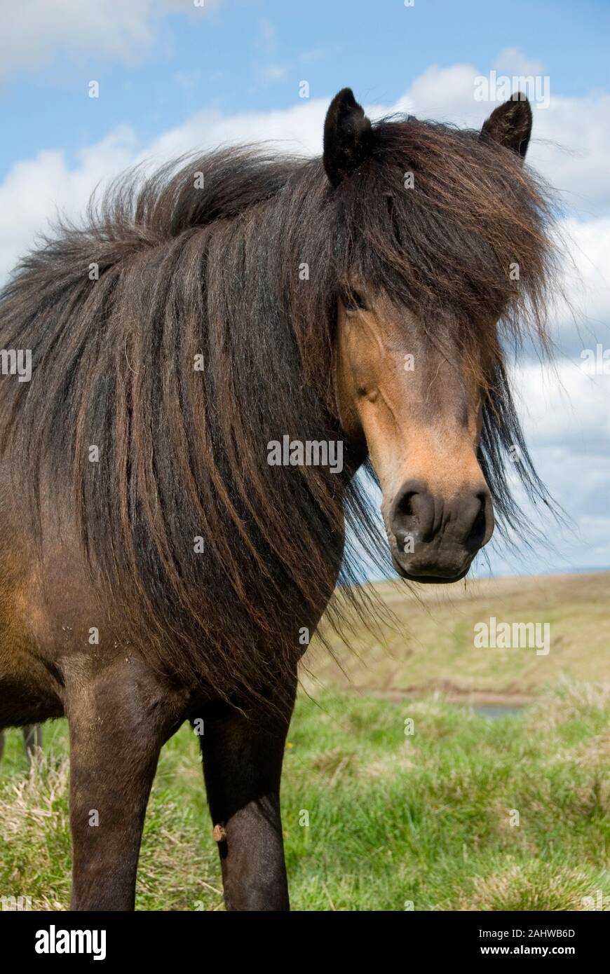 Islandpferd, Islandpony, Islaender, (Equus ferus caballus Stock Photo ...