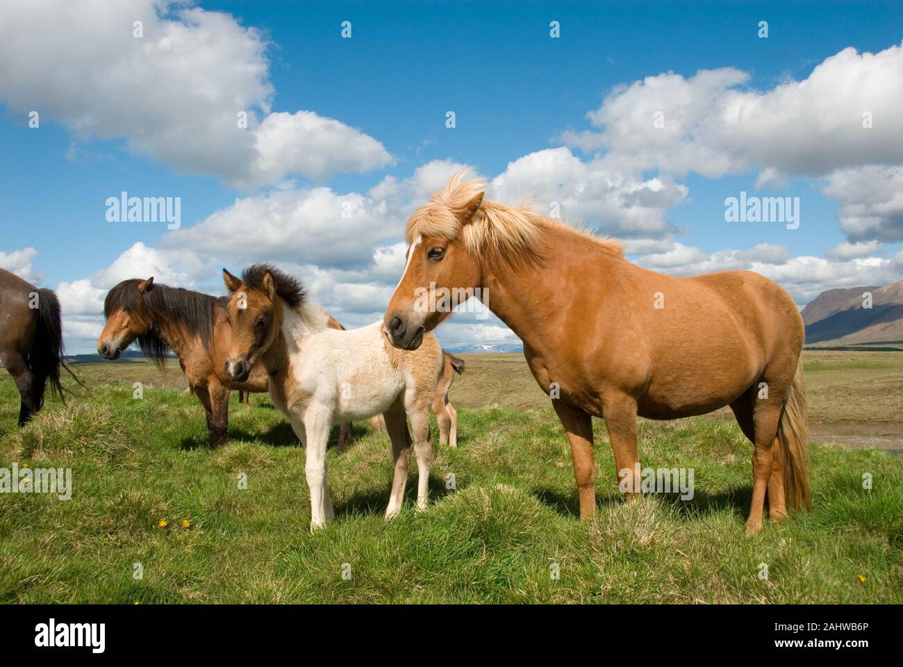 Islandpferd, Islandpony, Islaender, (Equus ferus caballus Stock Photo ...