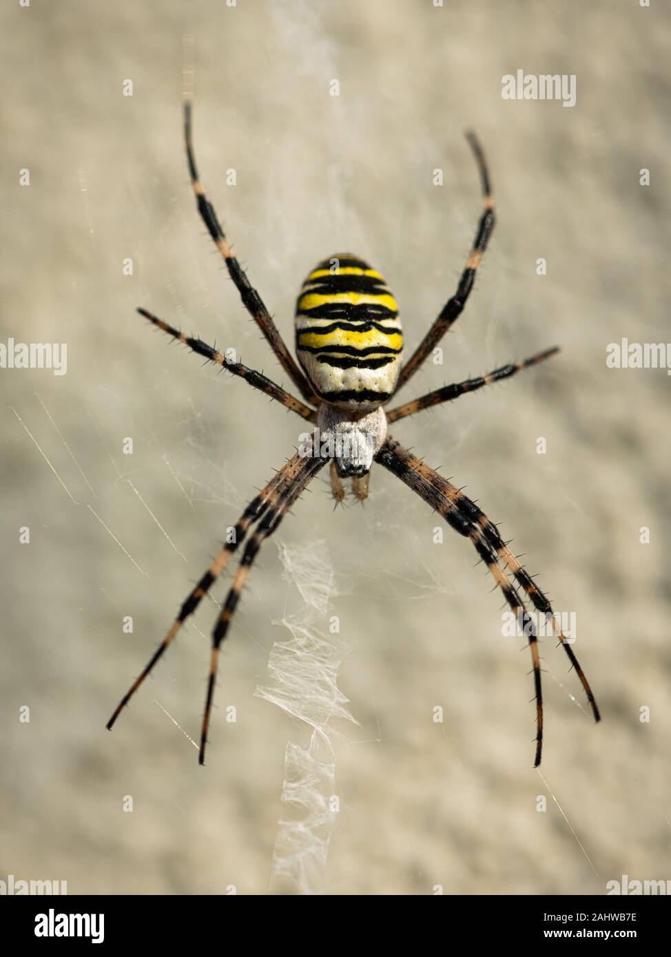 A big wasp spider (Argiope bruennichi) sitting in web (Vienna, Austria ...