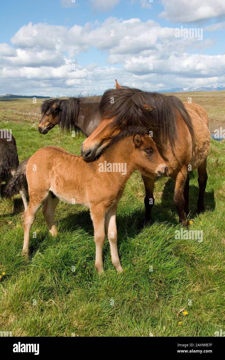 Islandpony hi-res stock photography and images - Alamy